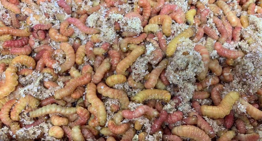 Butterworms.com – Largest importer of Butterworms in the United States