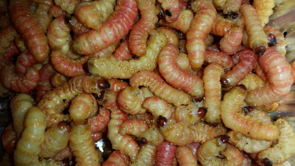 Butterworms.com – Largest importer of Butterworms in the United States